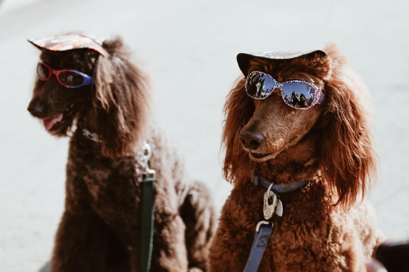 The best animal Instagram accounts you need to follow right now - Jill Goes